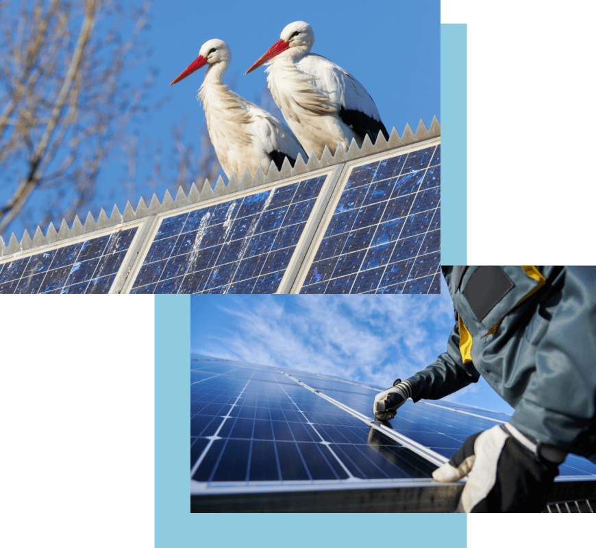 Bird-Proofing Your Solar Panels | Bird Protection